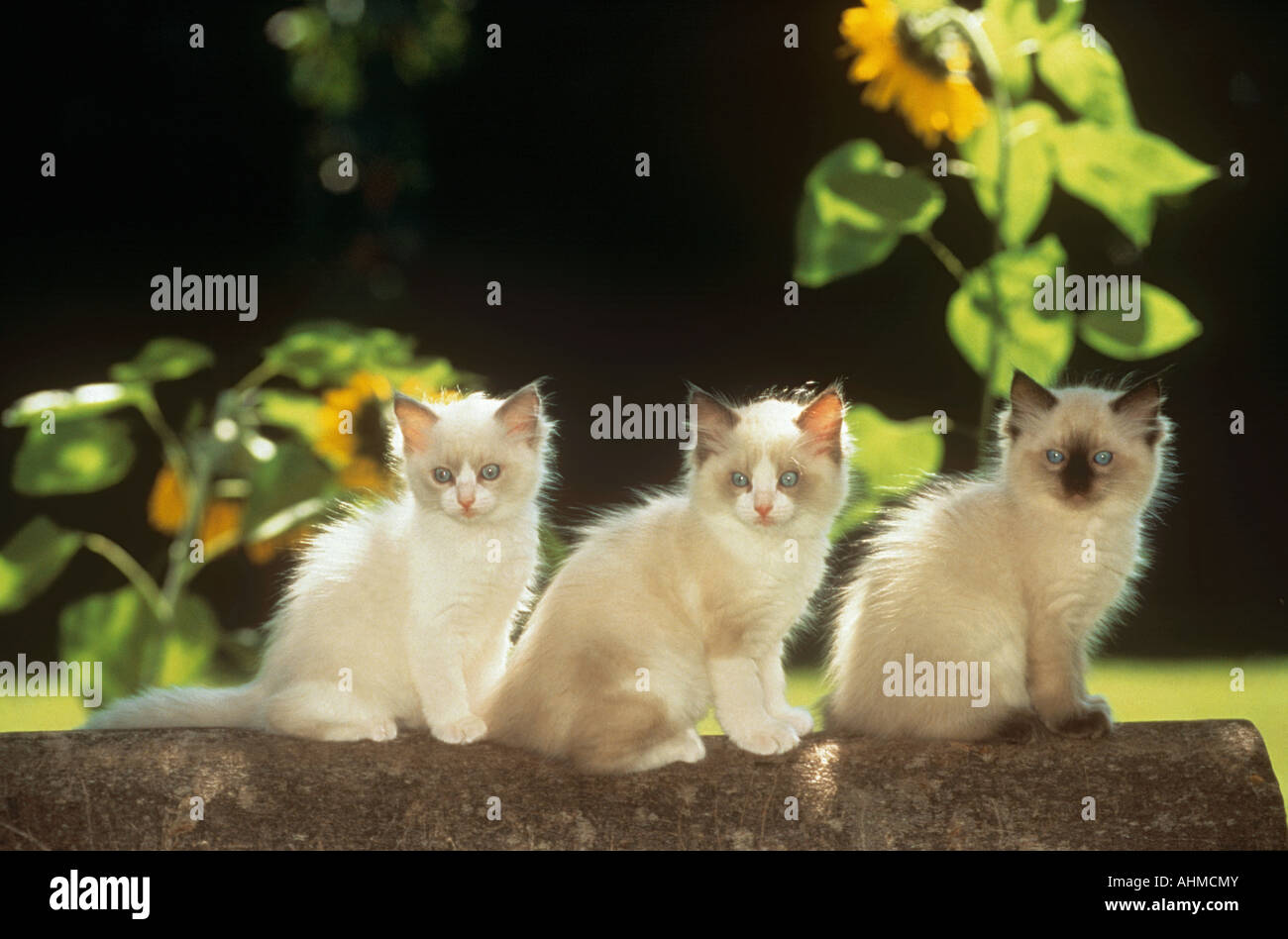three Ragdoll kittens - sitting Stock Photo - Alamy