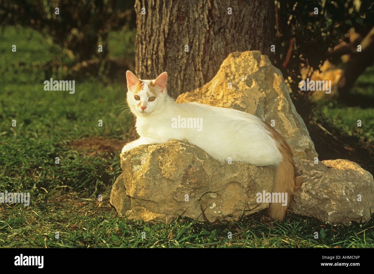 Turkish van cat hi-res stock photography and images - Alamy
