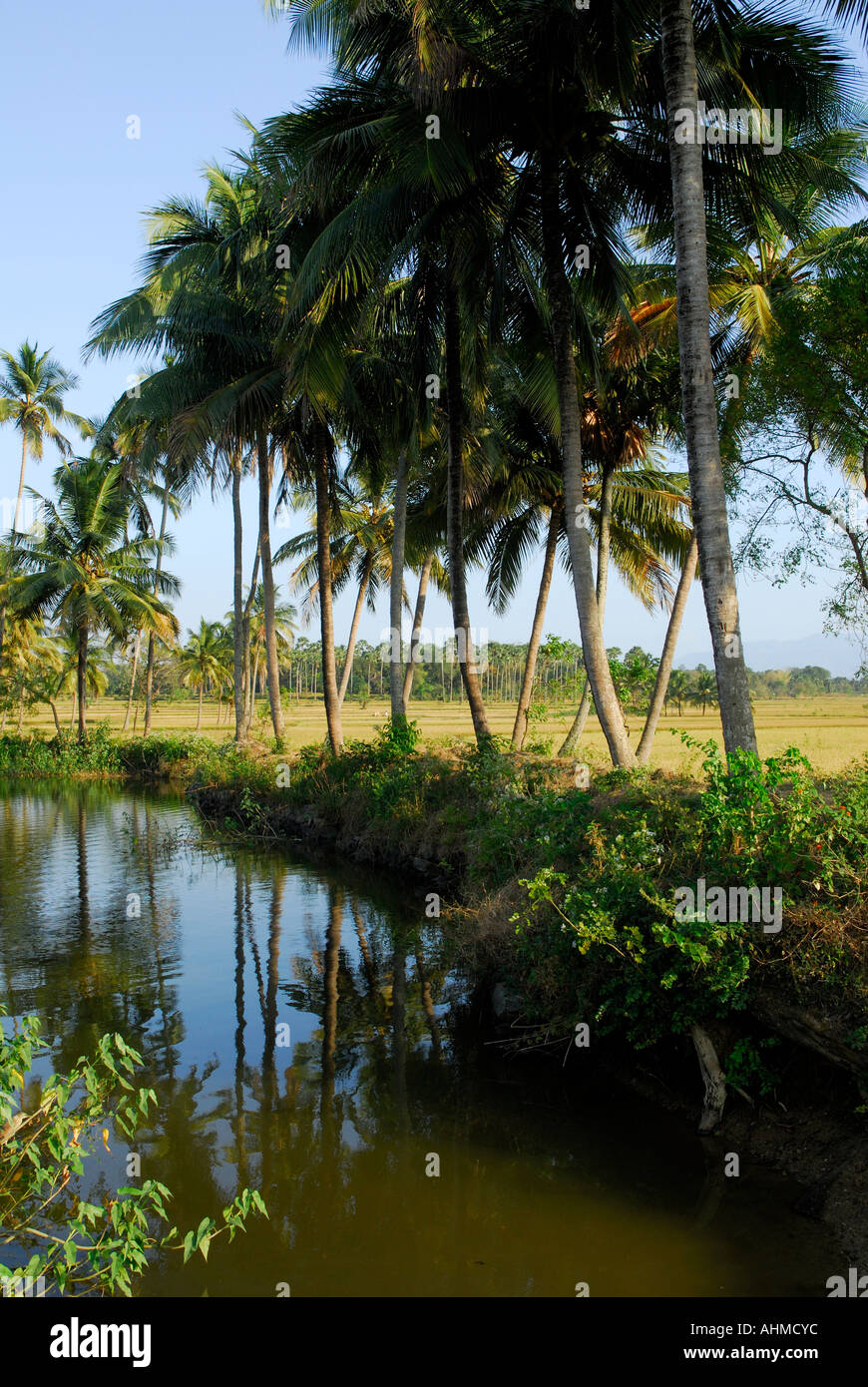 PADDY FIELDS OF PALAKKAD KERALA Stock Photo - Alamy