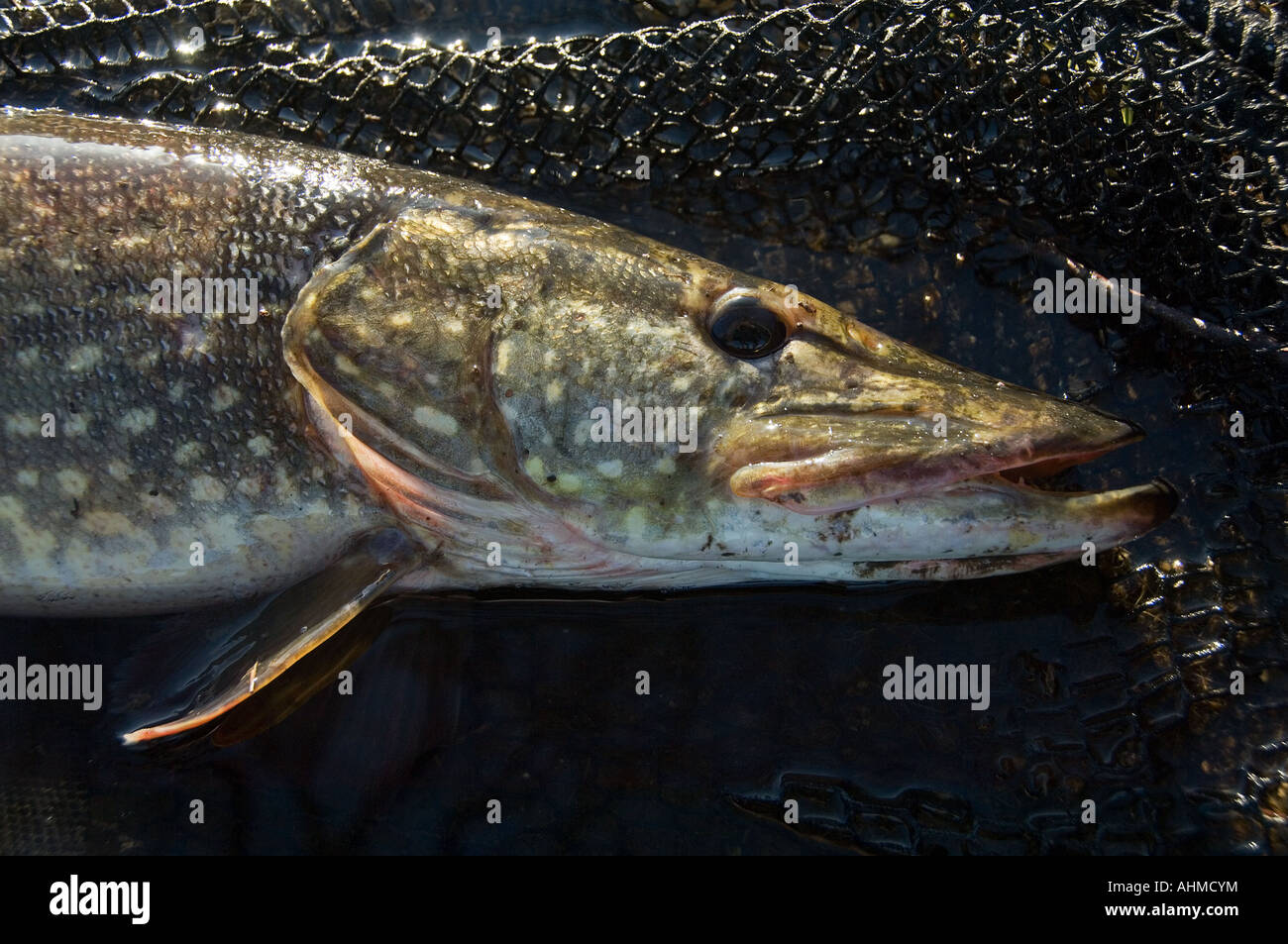 pike fish showing head Stock Photo - Alamy