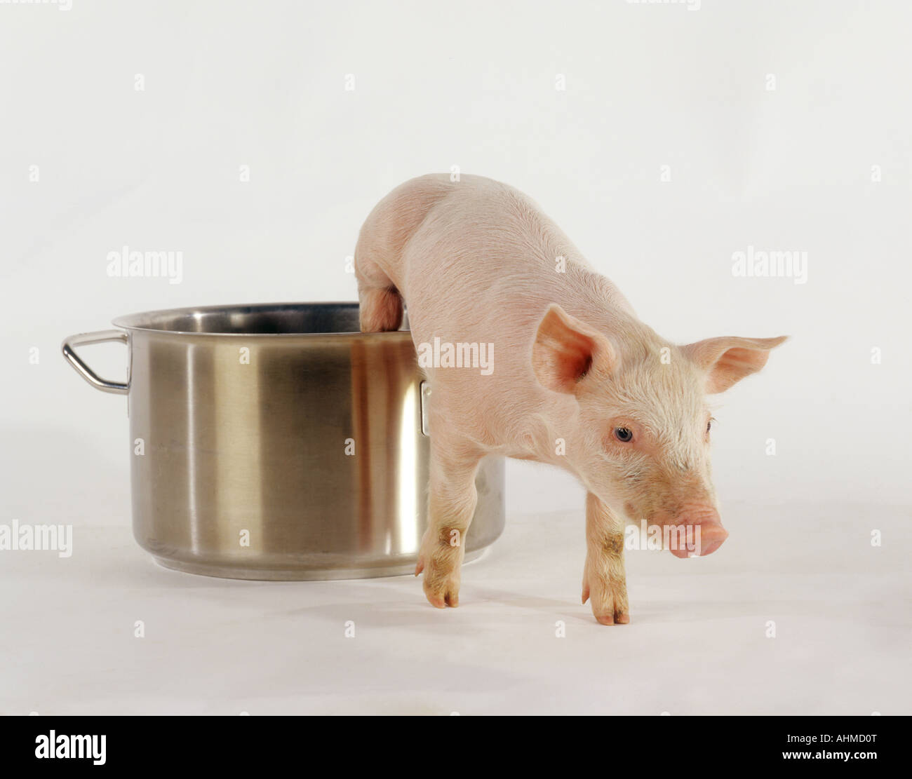 piglet jumping out of cooking pot Stock Photo - Alamy