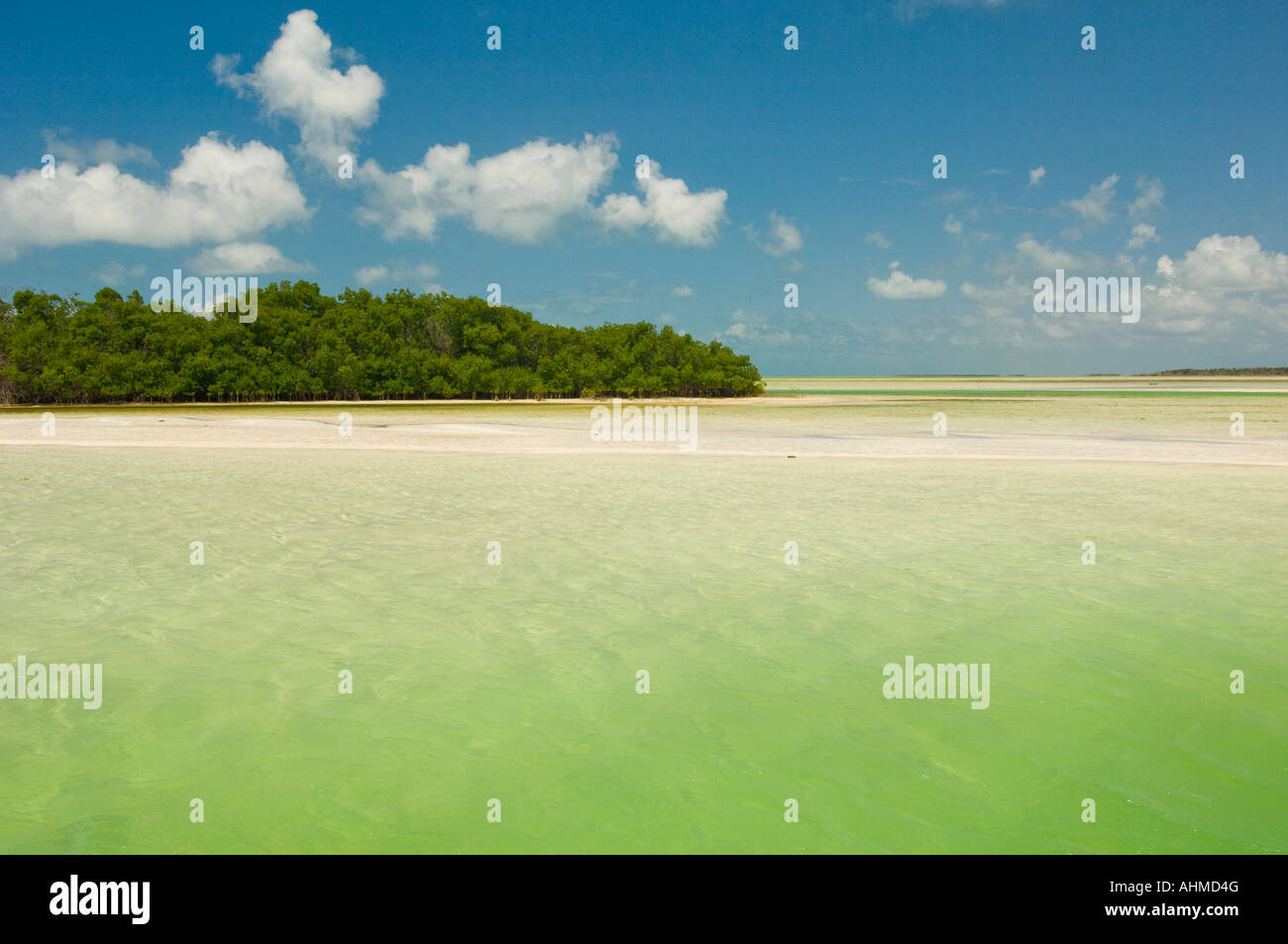 Florida Keys Scenic view of Mangroves and emeral green waters along the ...