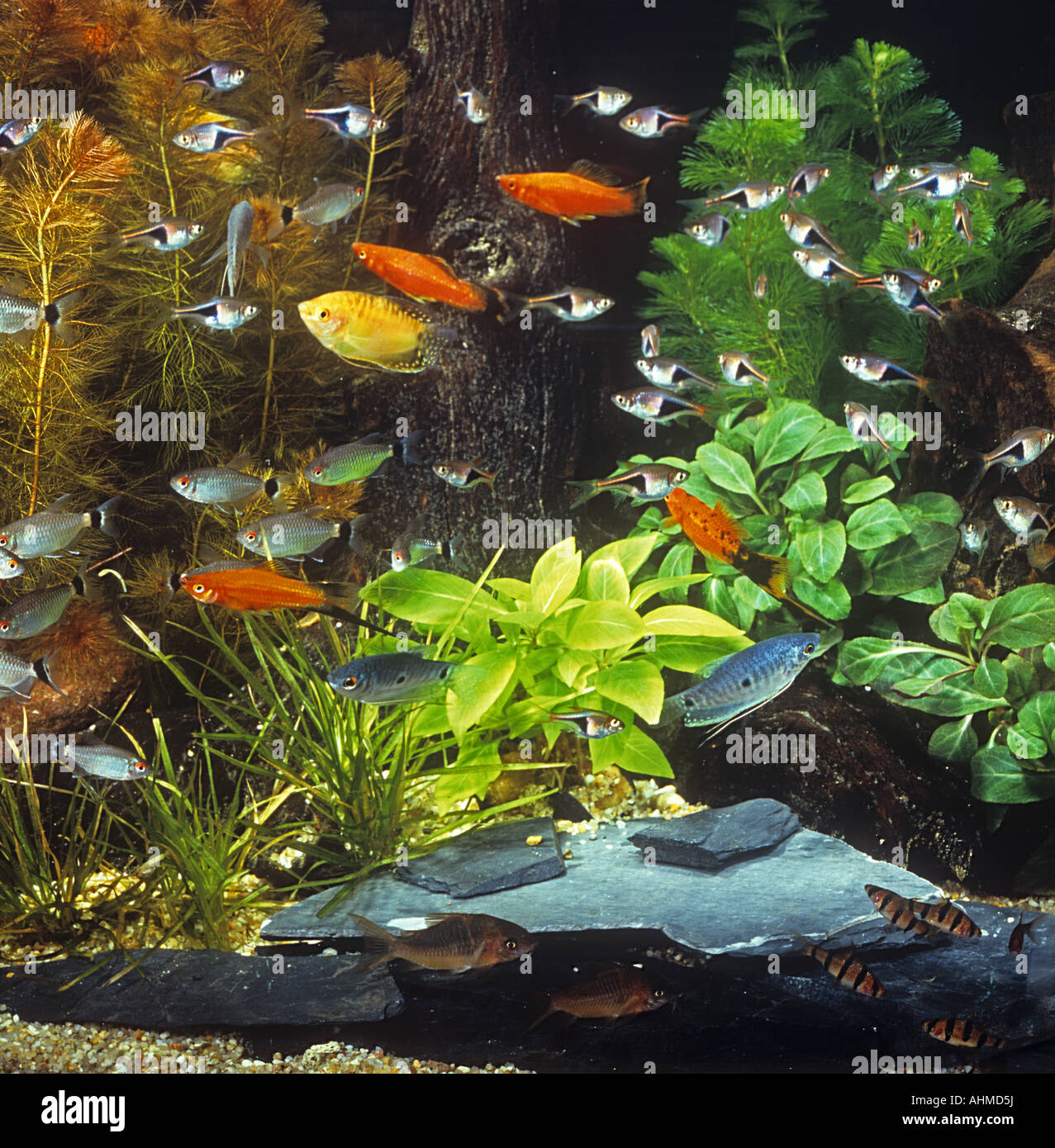 different fishes in aquarium Stock Photo - Alamy