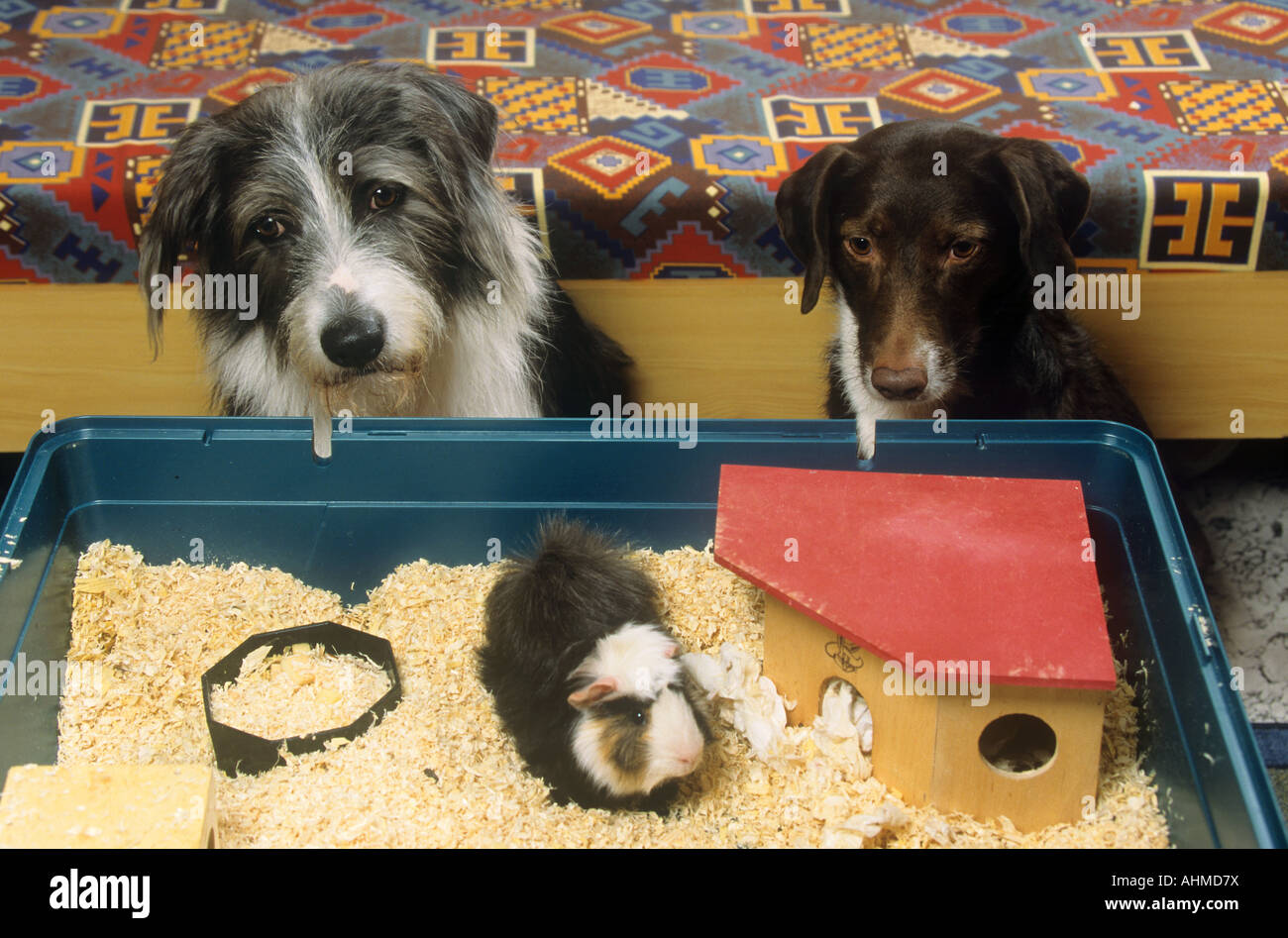 two dogs watching guinea pig Stock Photo - Alamy