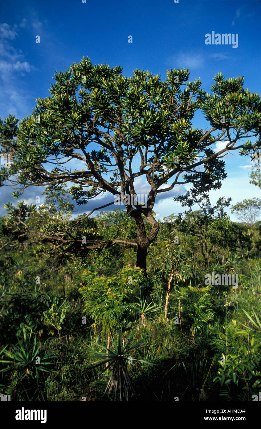 Savanna ecosystem cerrado hi-res stock photography and images - Alamy