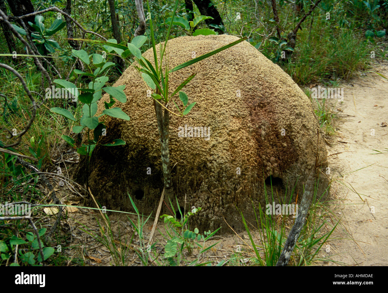 Brazil Chapada dos Veadeiros Habitat of Cupim the furniture worm which ...