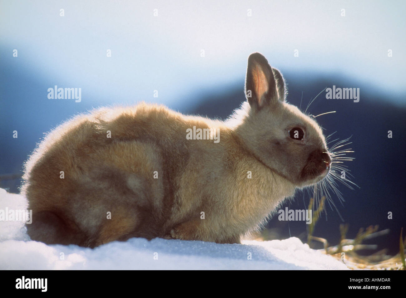 Thuringer rabbit hi-res stock photography and images - Alamy
