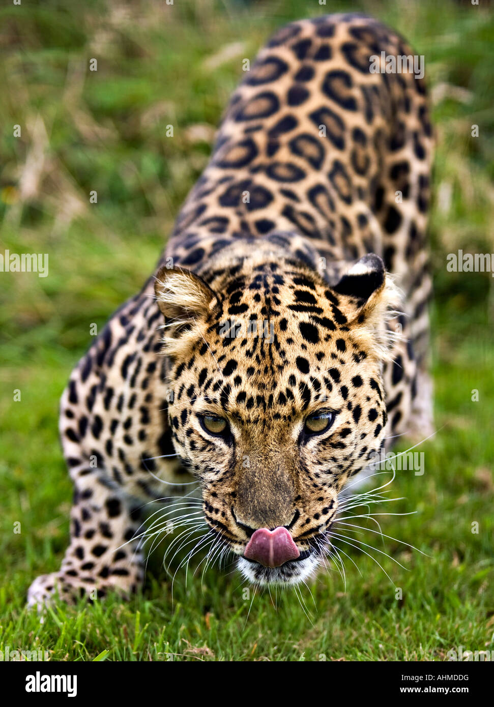Pounce on food hi-res stock photography and images - Alamy
