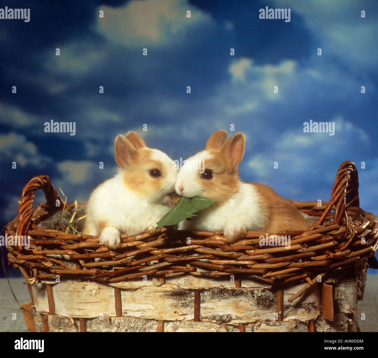 two young dwarf rabbits in basket - munching Stock Photo - Alamy