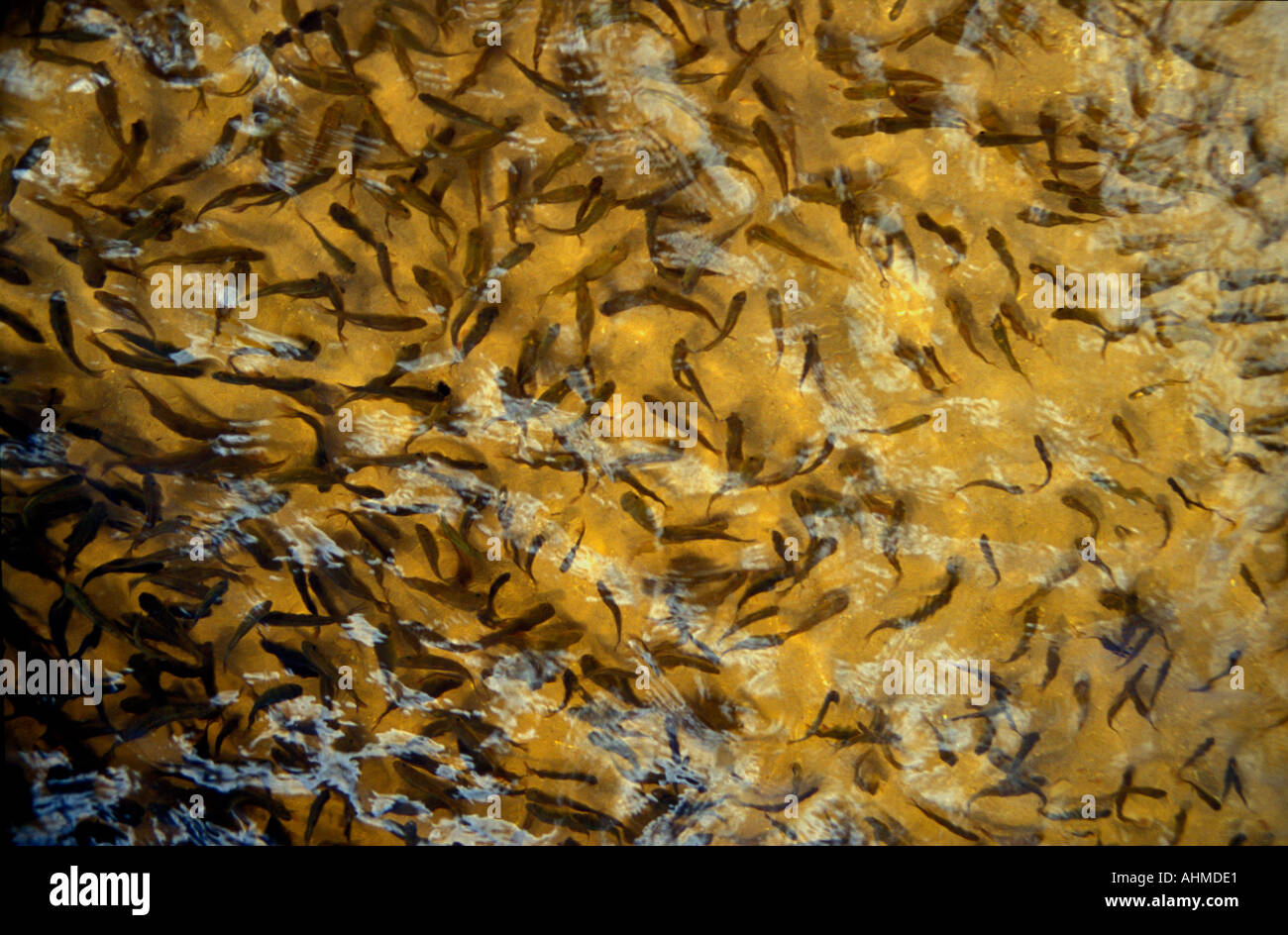 Brazil Chapada dos Veadeiros Rio Preto fish Stock Photo - Alamy