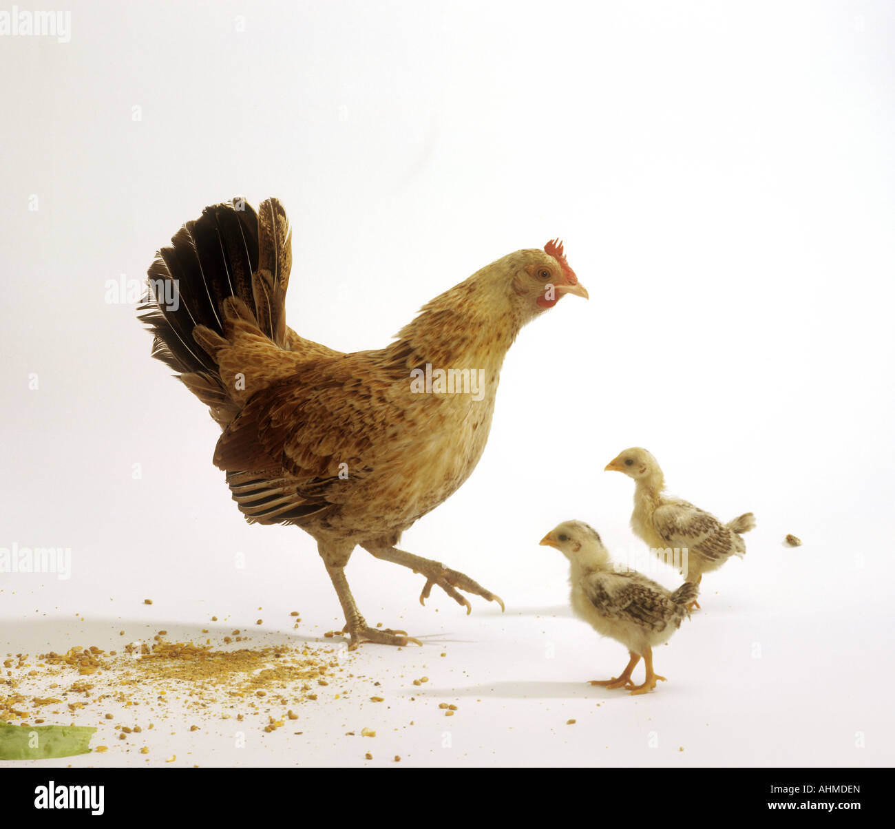hen with two chicks Stock Photo - Alamy