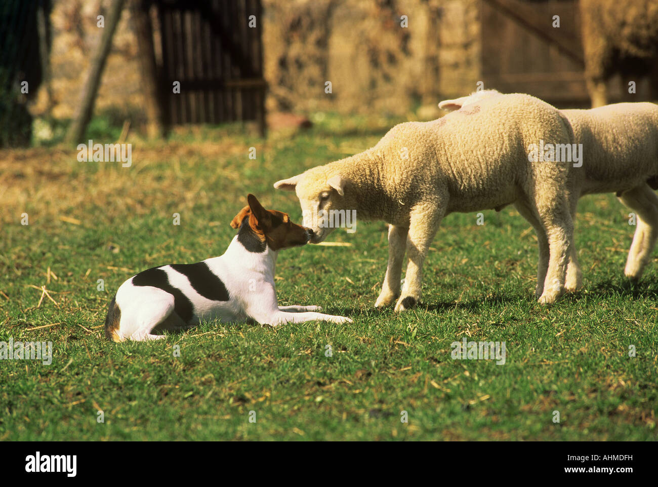 Jack lamb hi-res stock photography and images - Alamy