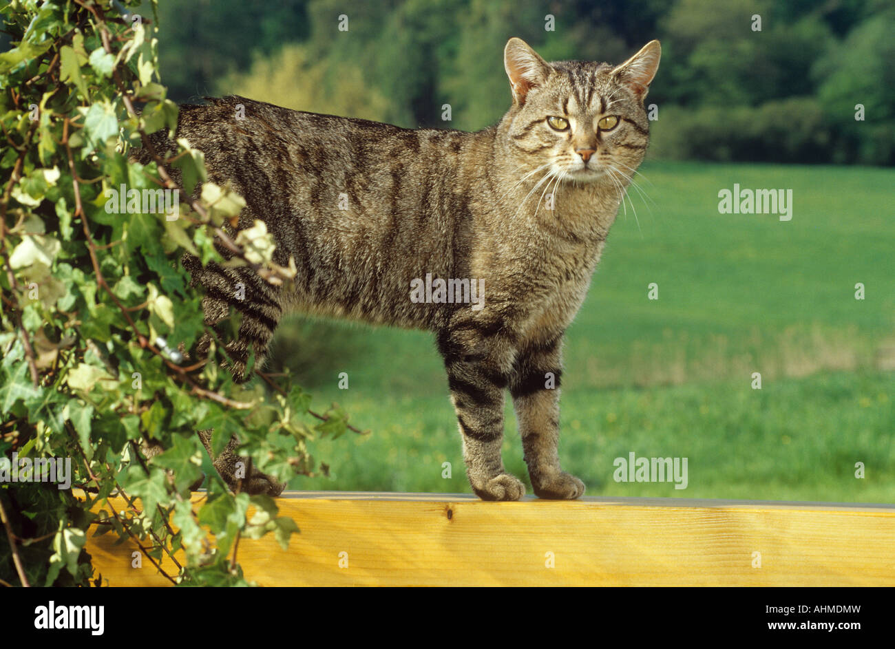 tabby domestic cat - standing Stock Photo - Alamy