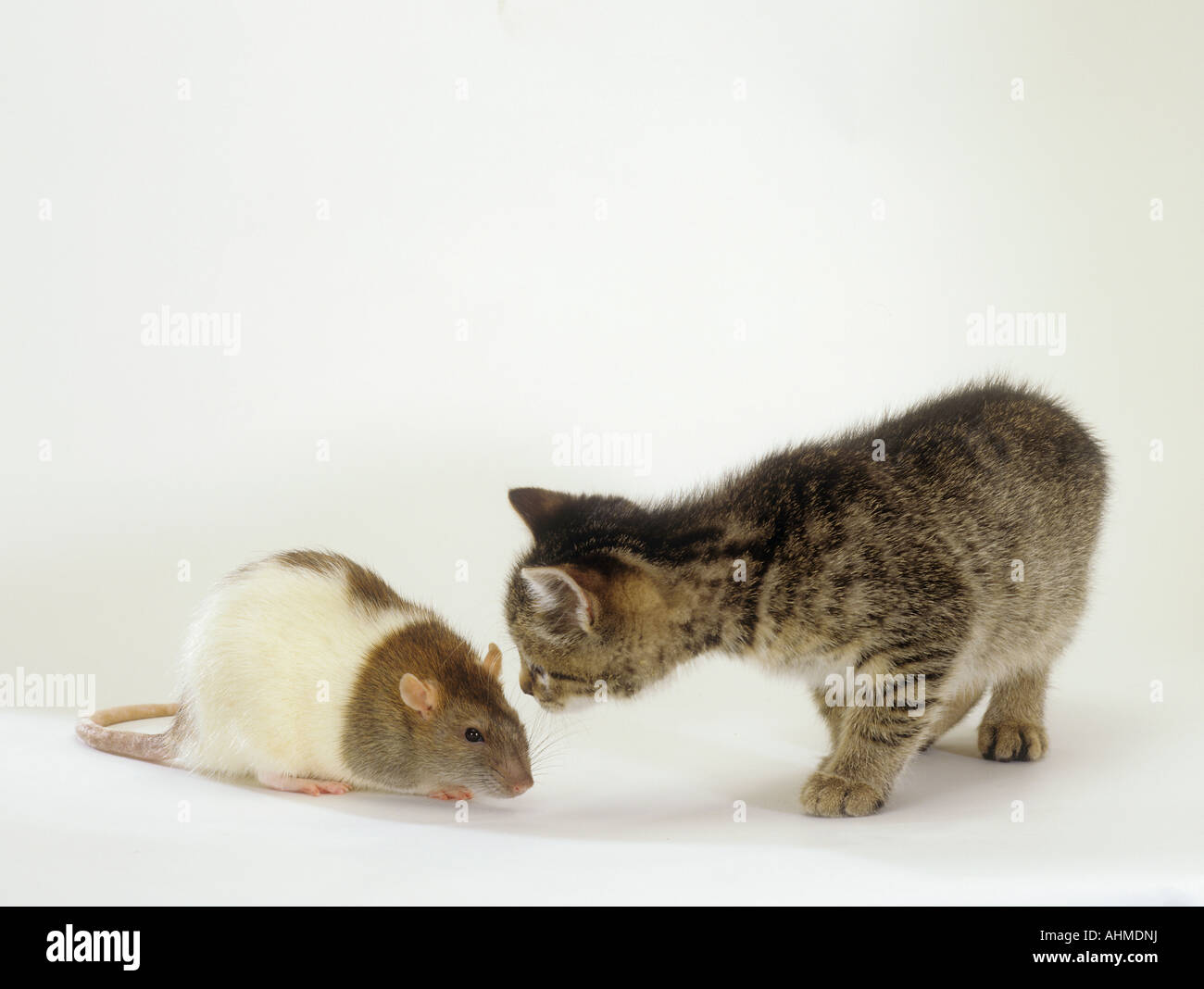 animal friendship: young domestic cat and rat - cut out Stock Photo - Alamy