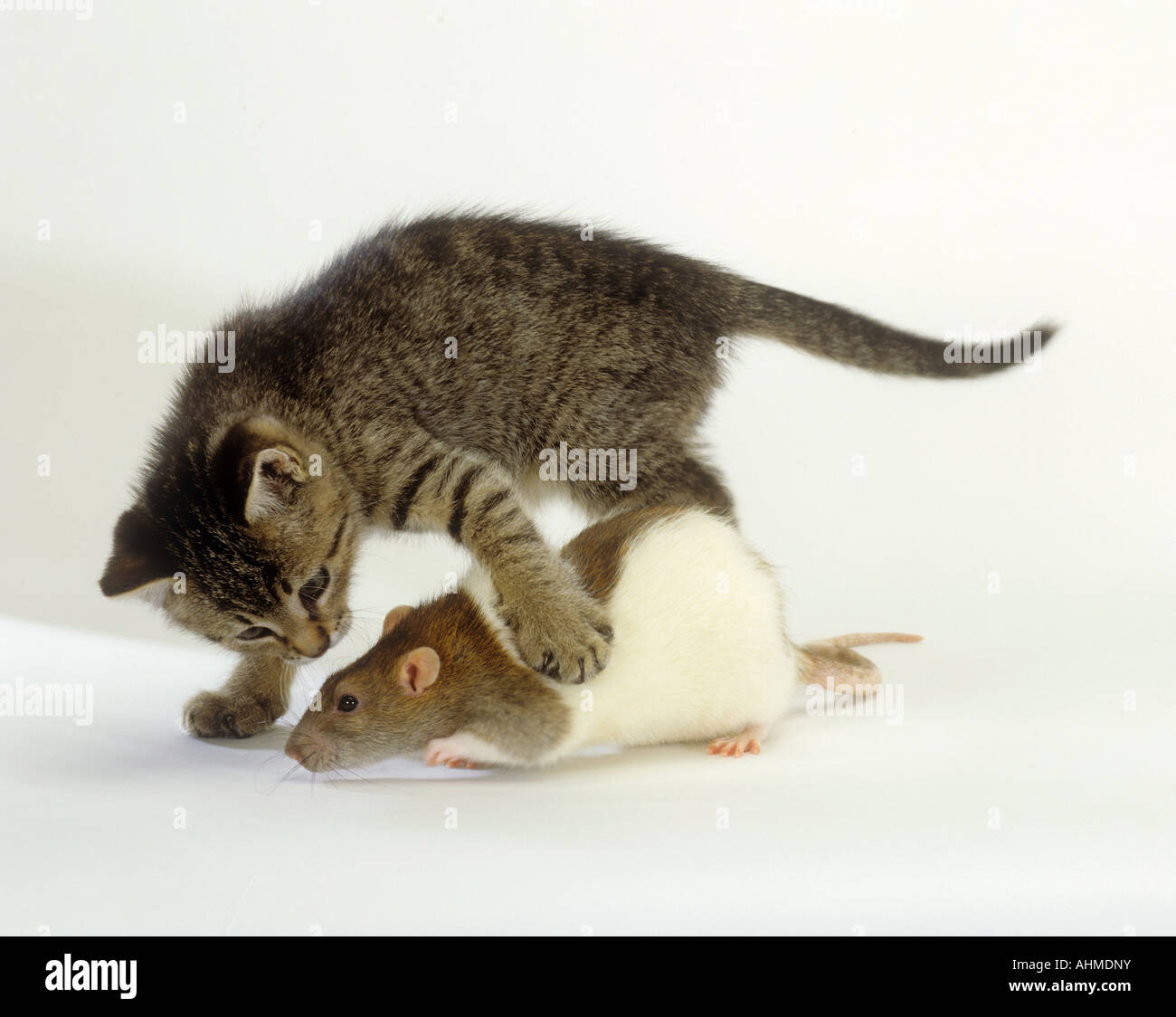 animal friendship: young domestic cat and rat - playing - cut out Stock ...