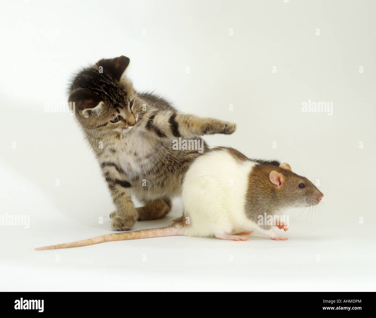 animal friendship: young domestic cat and rat - playing - cut out Stock ...