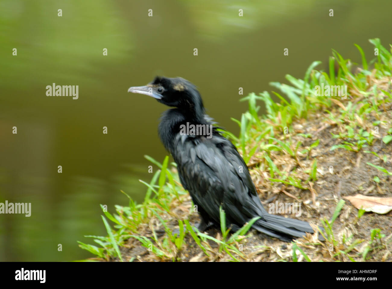 Kumarakom bird hi-res stock photography and images - Alamy
