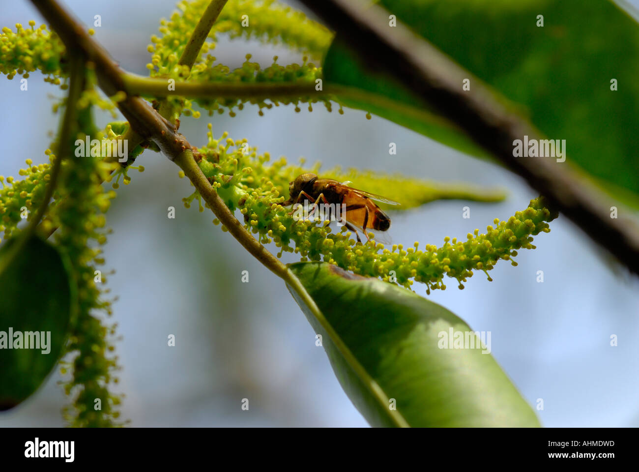 Apis cerana indica hi-res stock photography and images - Alamy