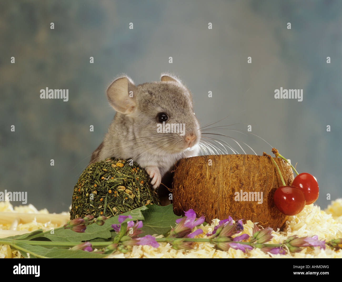 Chinchilla - cub Stock Photo - Alamy