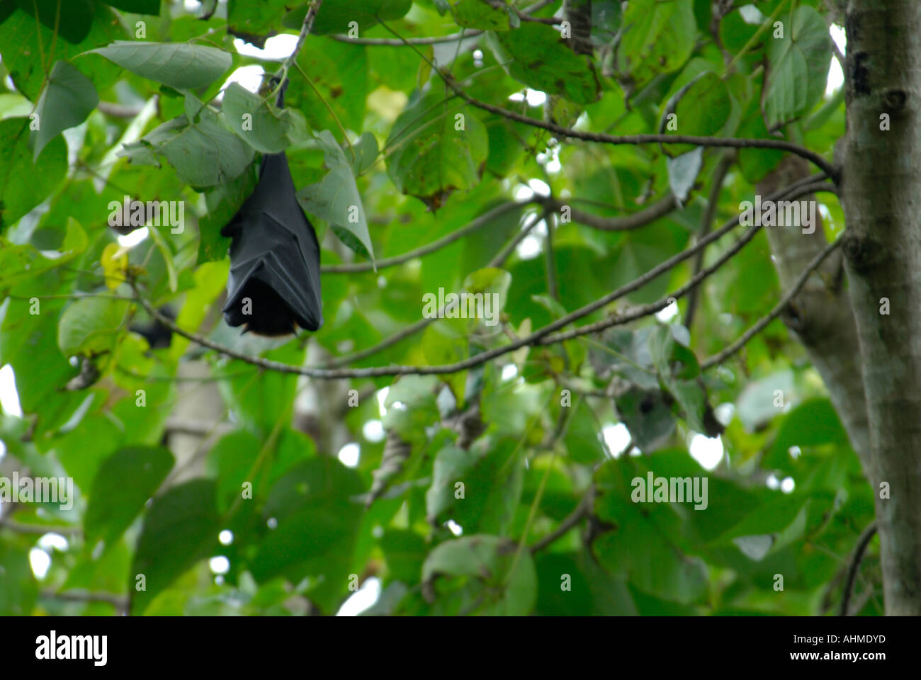 Large malayan flying fox hi-res stock photography and images - Alamy