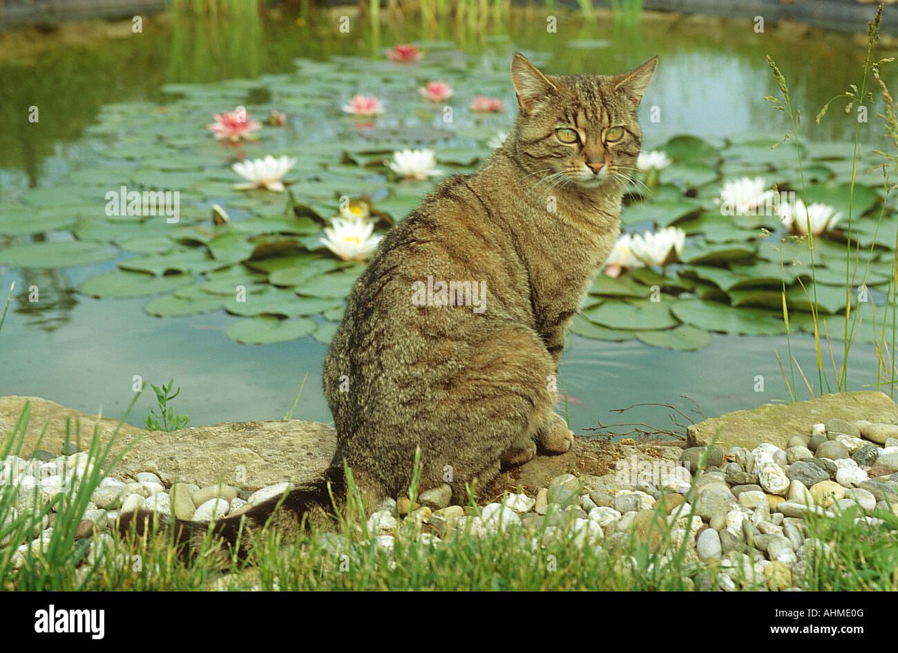 domestic cat - sitting at pond Stock Photo - Alamy