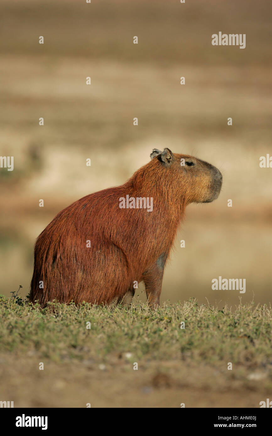 CAPYBARA Hydrochoerus hydrochaeris Stock Photo - Alamy