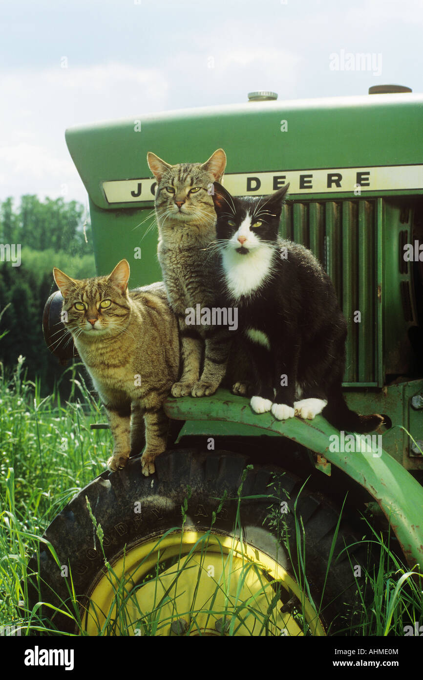Domestic cat. Three adult sitting on a tractor Stock Photo - Alamy