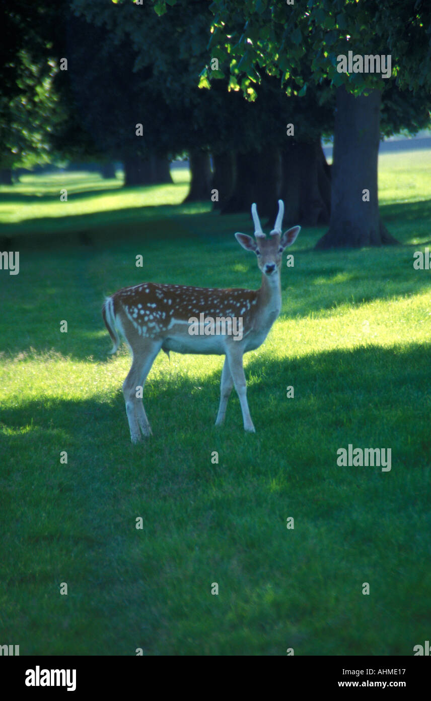 Fallow deer fawn, Surrey, England, UK Stock Photo - Alamy