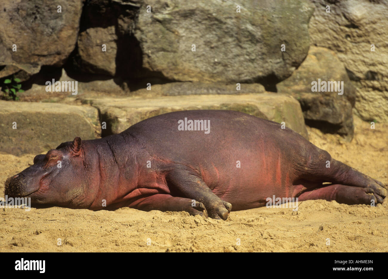 hippopotamus - sleeping / Hippopotamus amphibius Stock Photo - Alamy