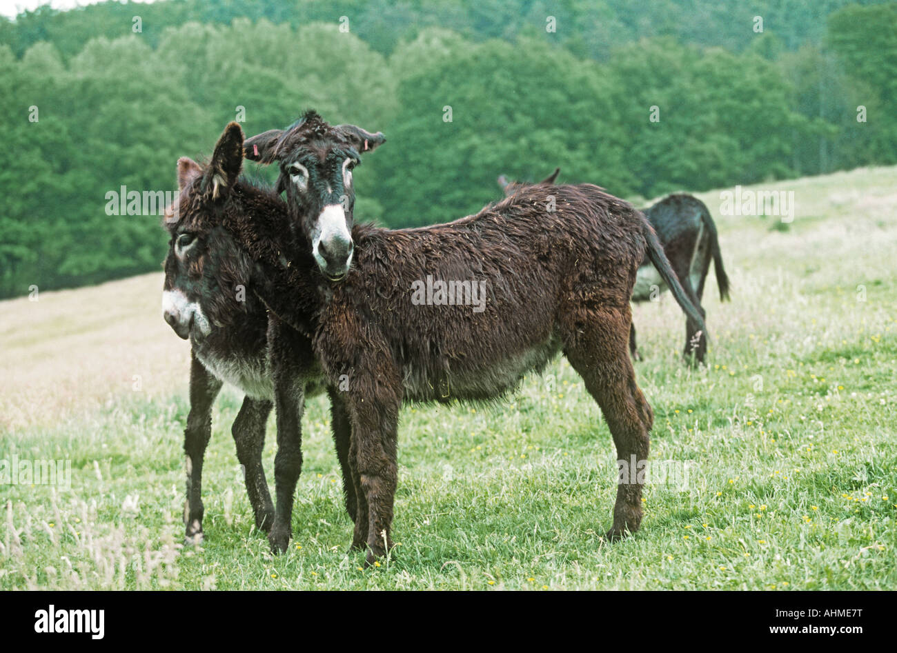 Two donkeys stand hi-res stock photography and images - Alamy