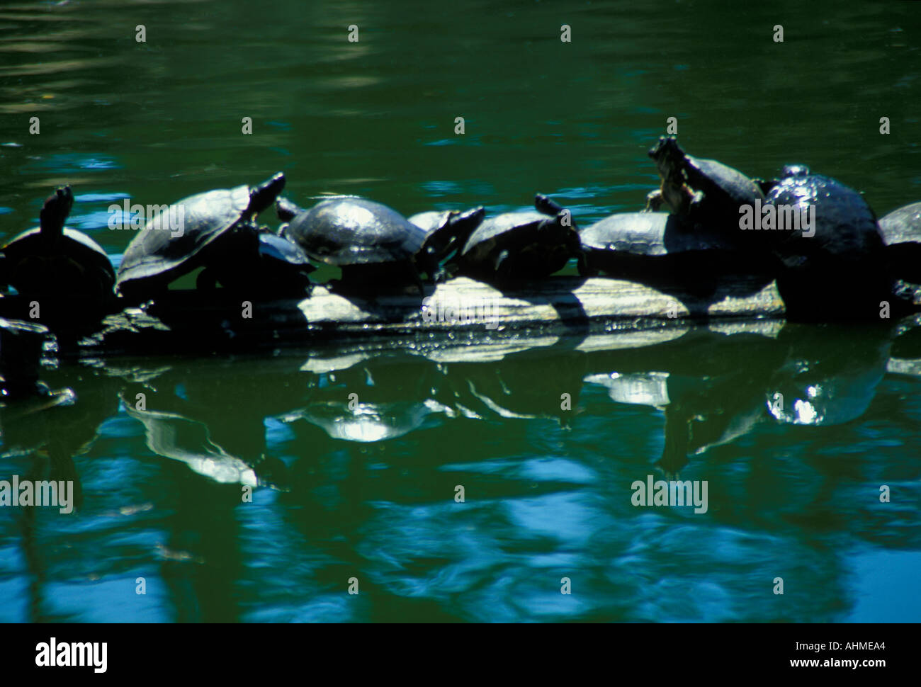 Terrapin line hi-res stock photography and images - Alamy