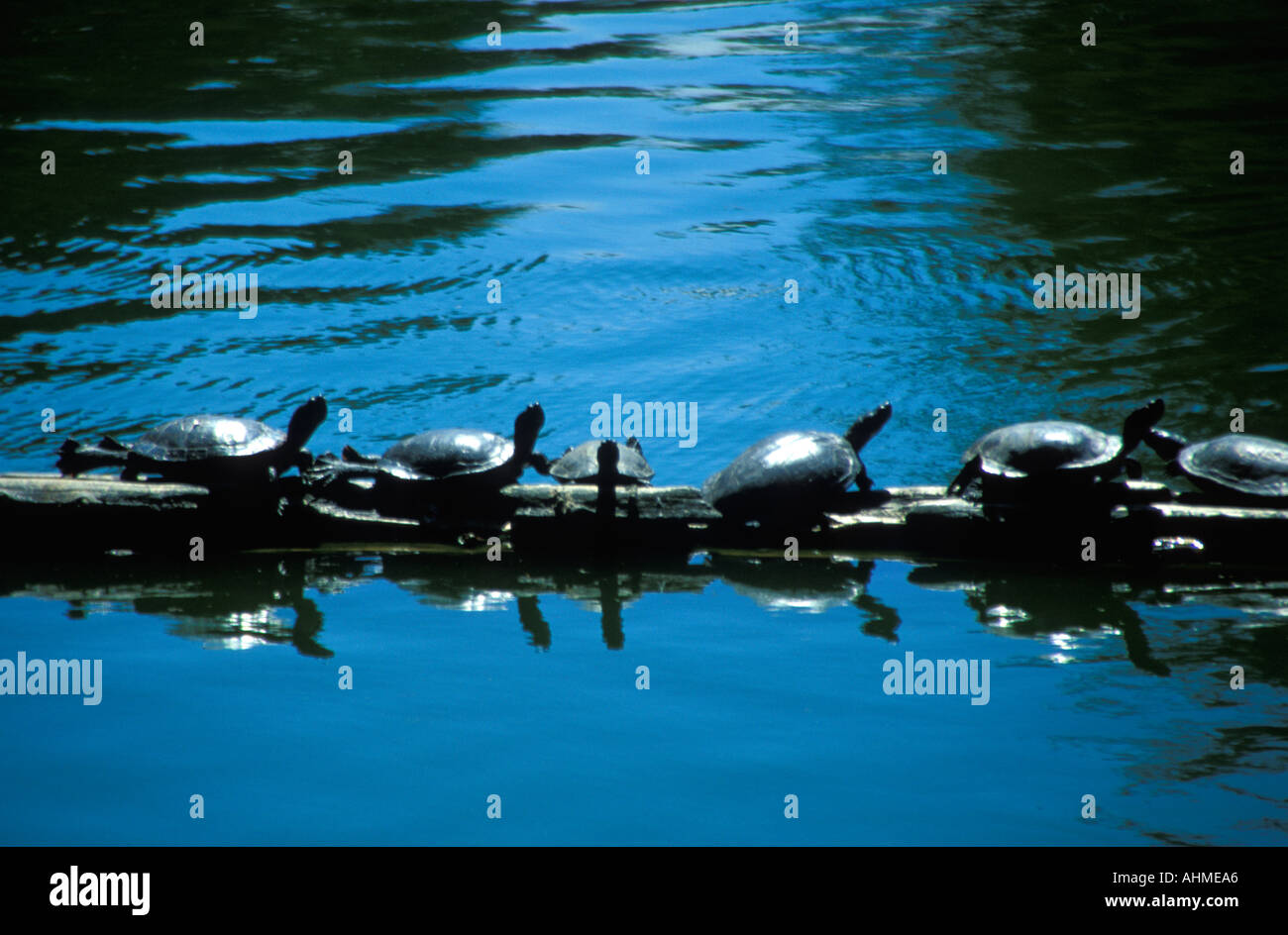 Turtles in Golden Gate Park San Francisco California Stock Photo - Alamy