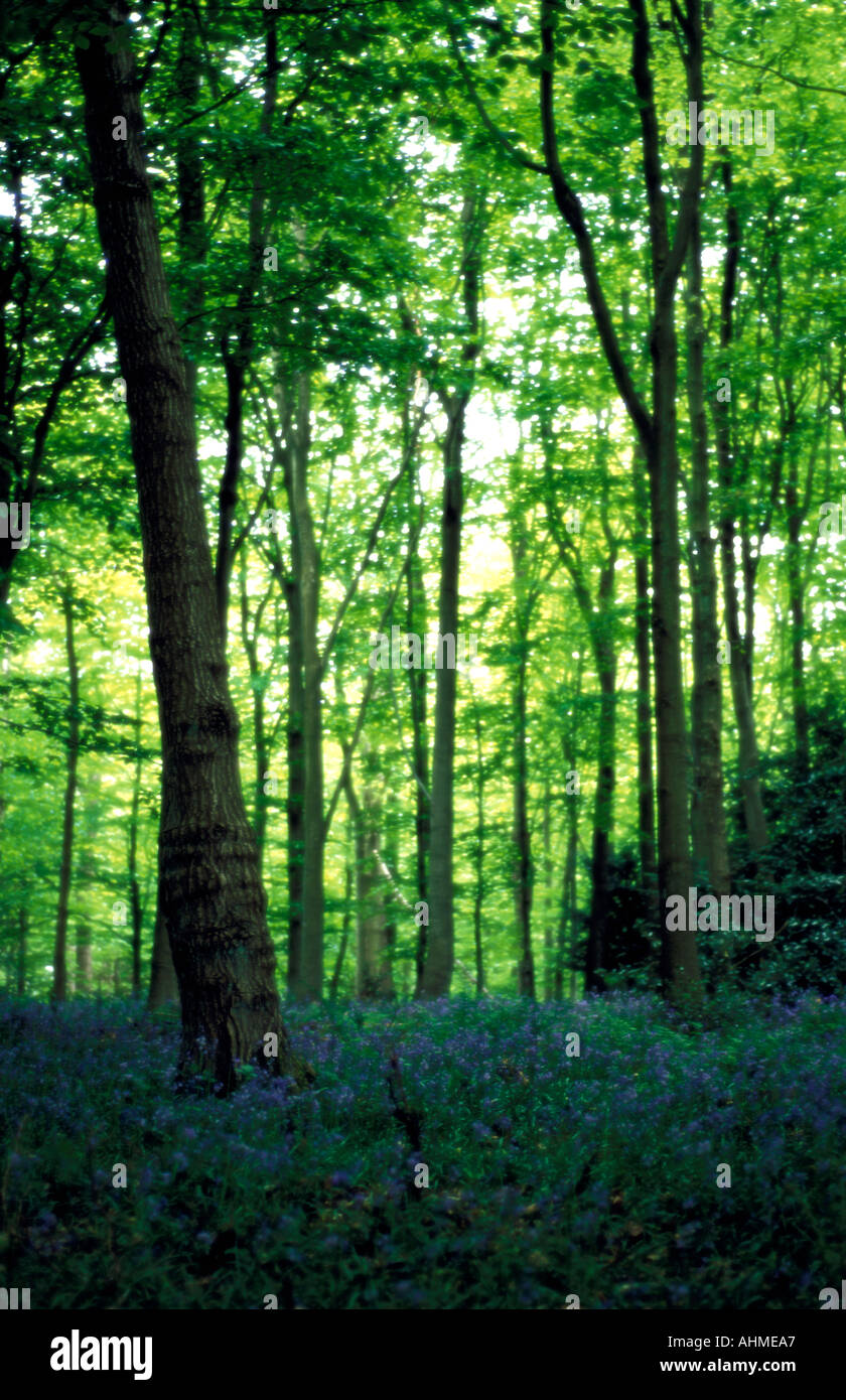 Woodland in Spring, Box Hill, Surrey, England, UK Stock Photo - Alamy