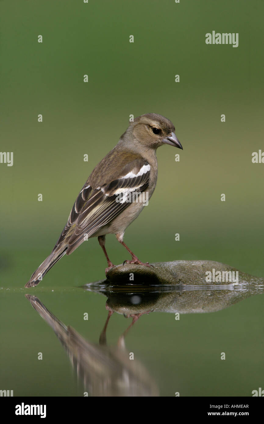 Female chaffinch uk hi-res stock photography and images - Alamy