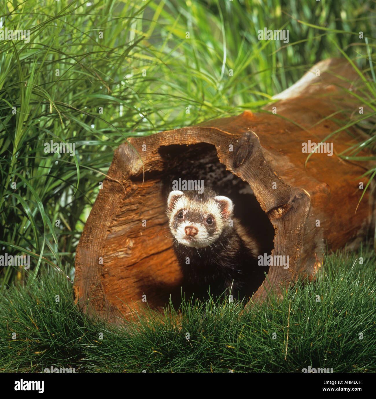 Ferret (Mustela putorius furo) in a hollow log. Germany Stock Photo - Alamy