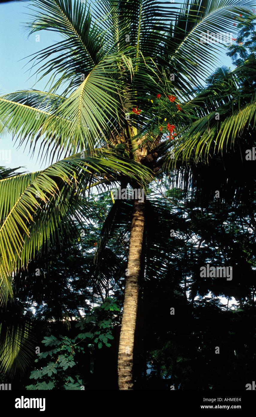 India Tamil Nadu Mamallapuram Palm tree Stock Photo - Alamy