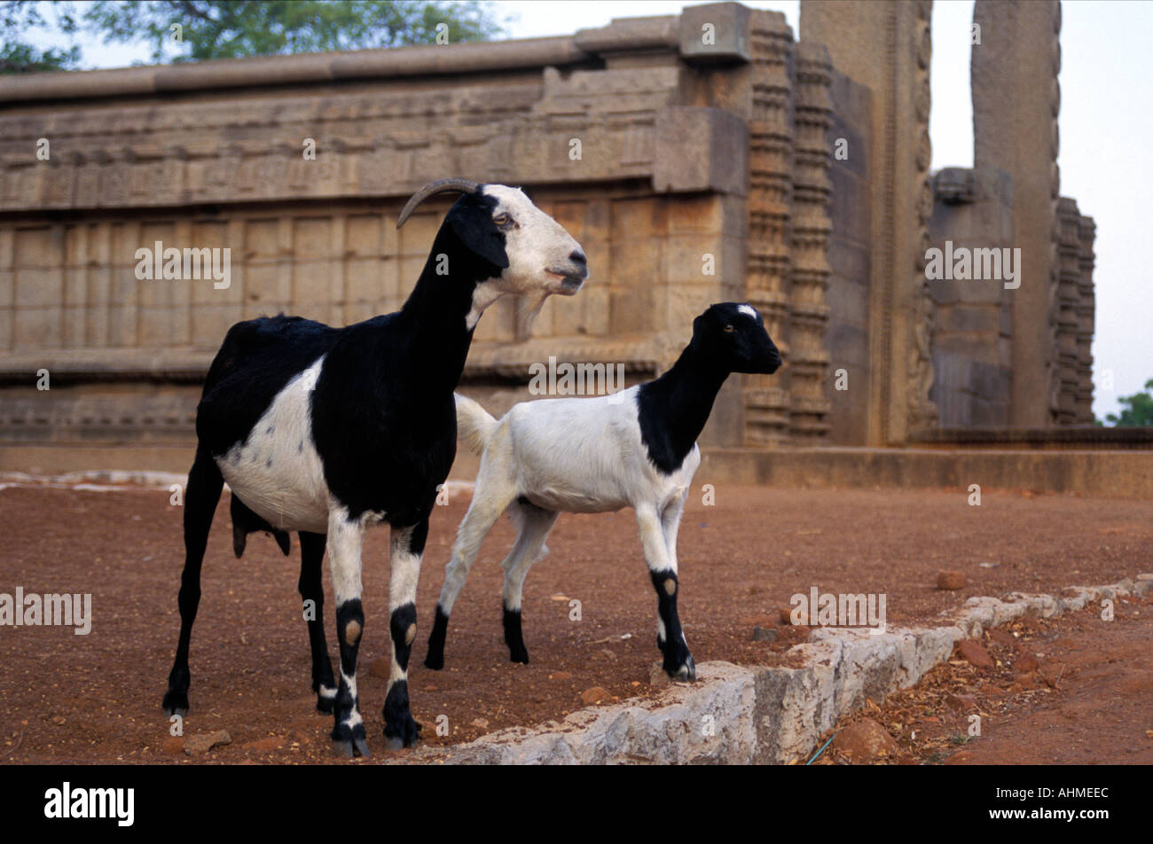 India Tamil Nadu Mamallapuram Two goats with a temple carved in situ ...