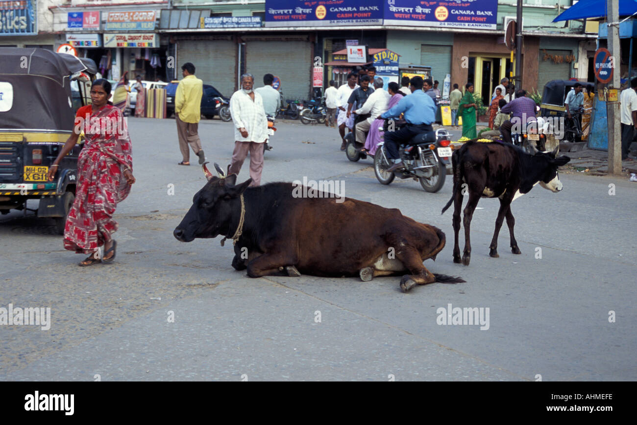 The mysore cow hi-res stock photography and images - Alamy