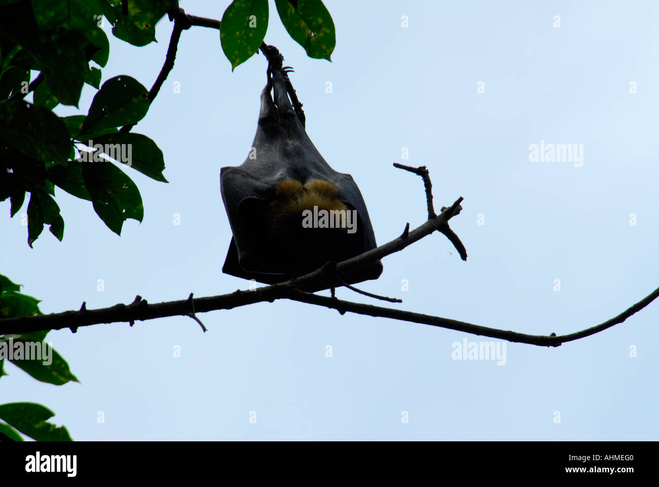 Large malayan flying fox hi-res stock photography and images - Alamy