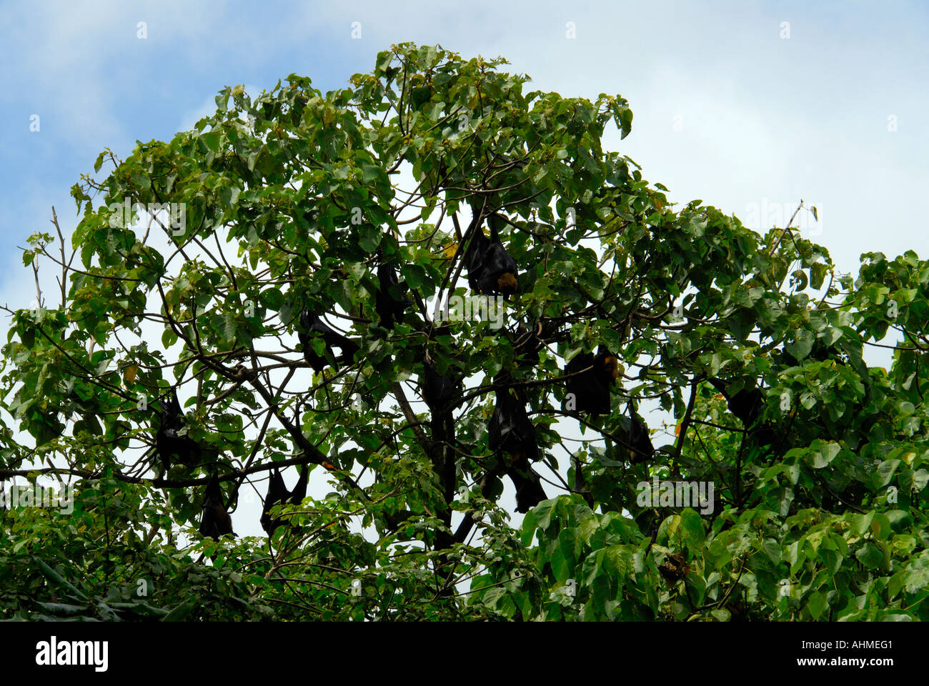 Large malayan flying fox hi-res stock photography and images - Alamy
