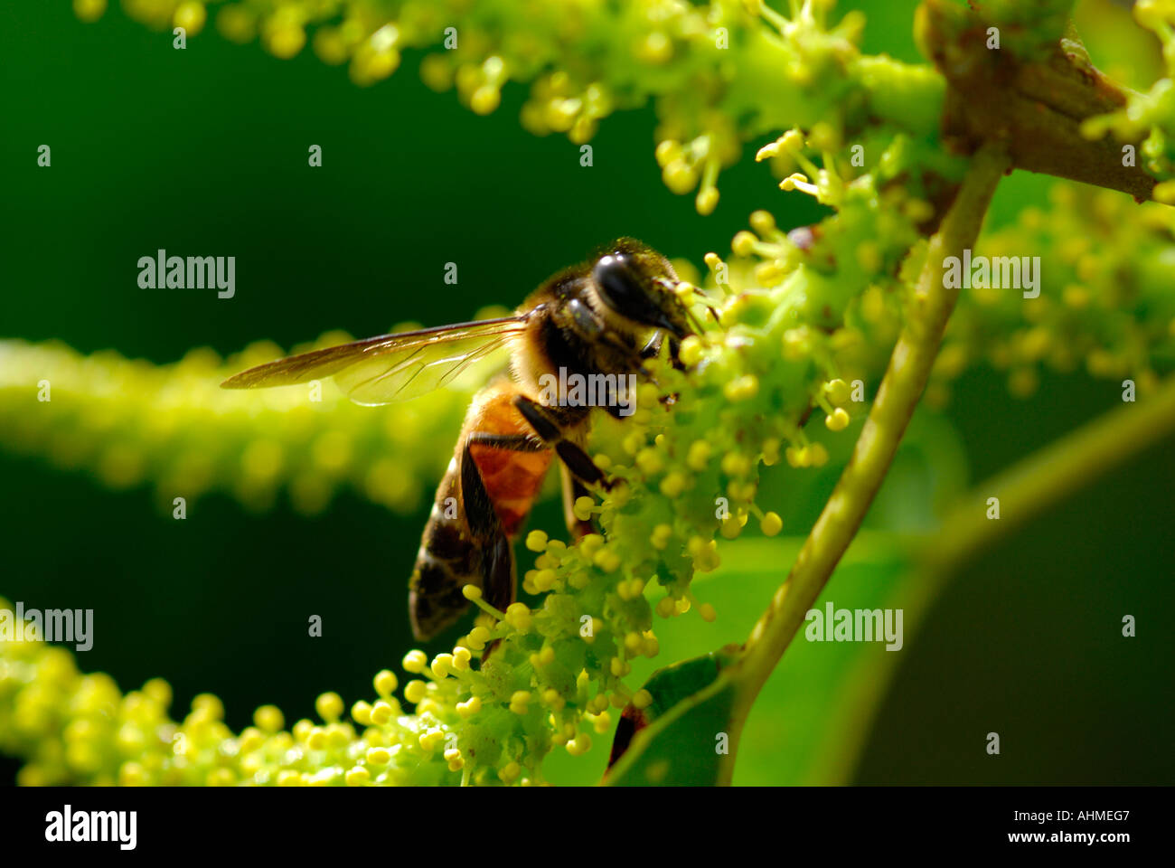 WASP KUMARAKOM KERALA Stock Photo - Alamy