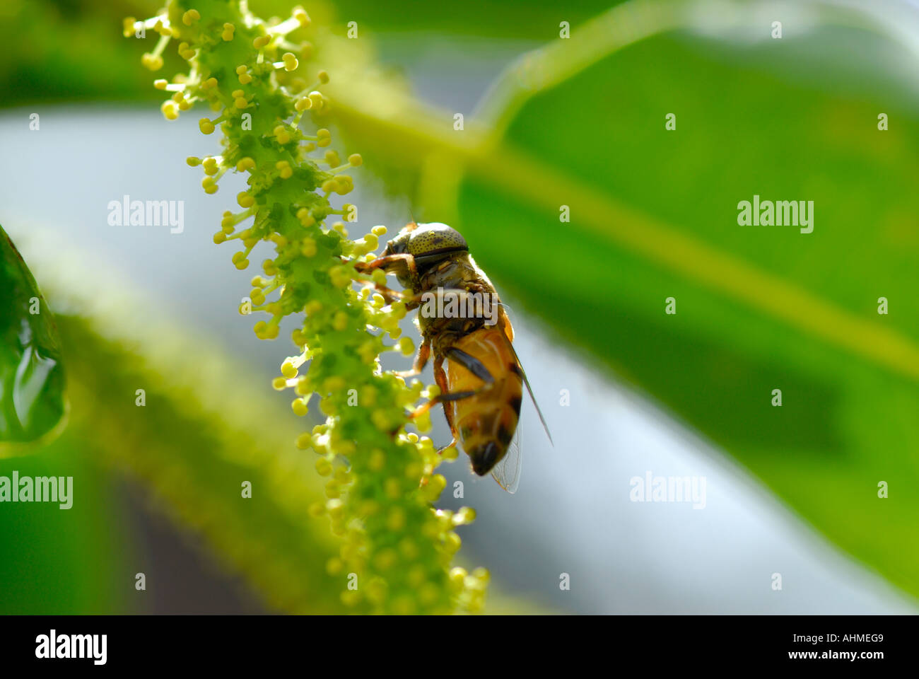 Honey bee (apis cerana) hi-res stock photography and images - Alamy