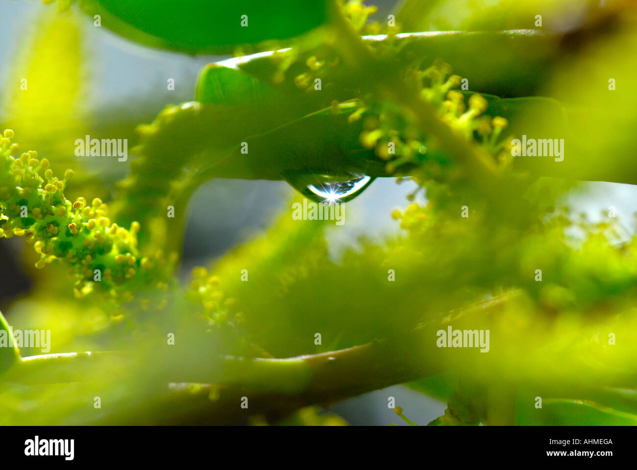 Drops dew on flowers hi-res stock photography and images - Alamy