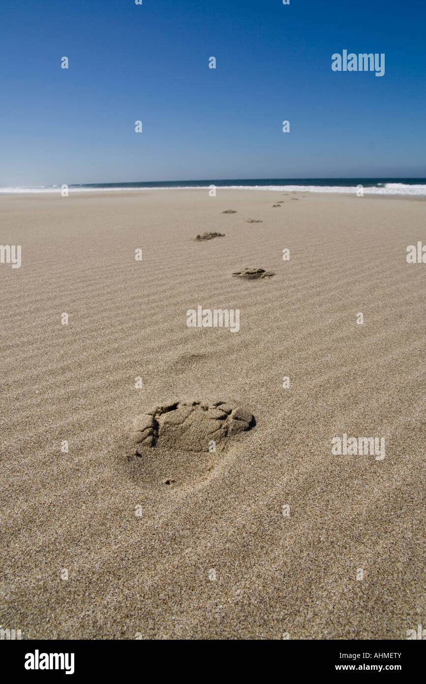 Steps in sand on the beach Stock Photo - Alamy