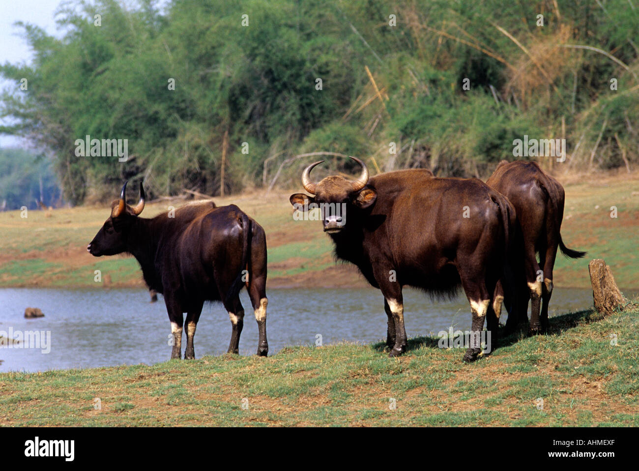 Bison kerala hi-res stock photography and images - Alamy