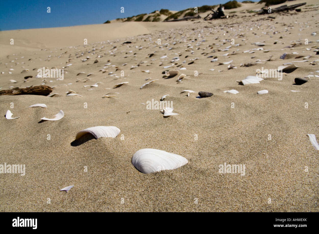 Sea shells on the beach Stock Photo - Alamy