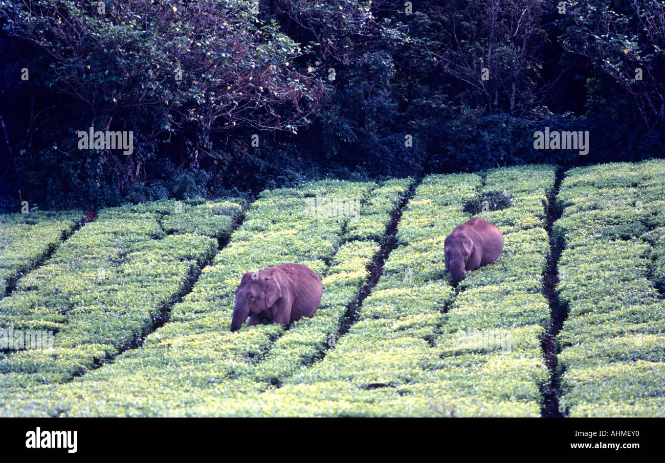 ELEPHANTS IN MUNNAR KERALA Stock Photo - Alamy