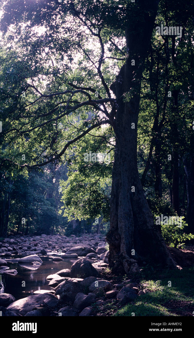 CHINNAR WILDLIFE SANCTUARY KERALA Stock Photo - Alamy