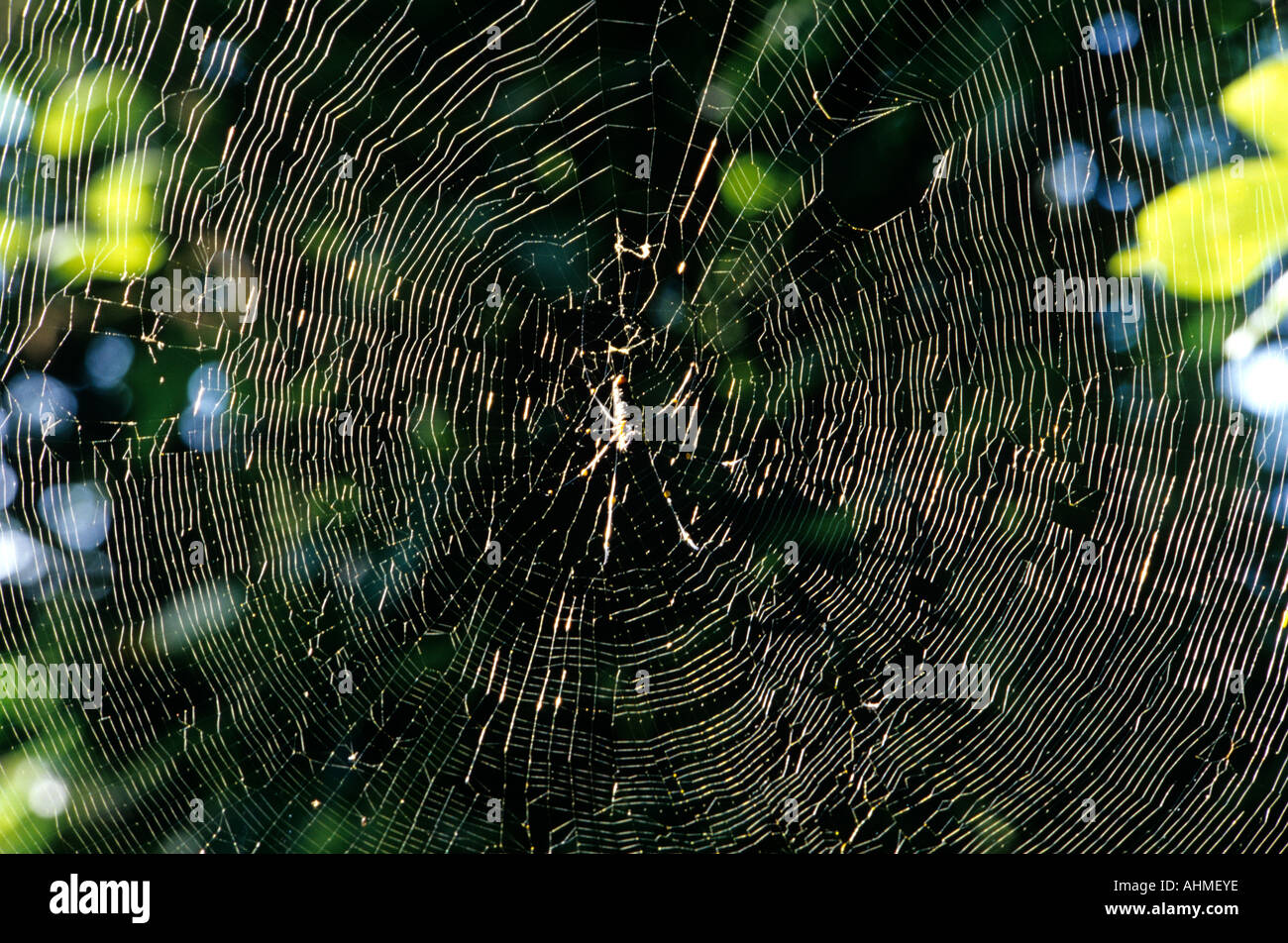 Spider web entanglement hi-res stock photography and images - Alamy