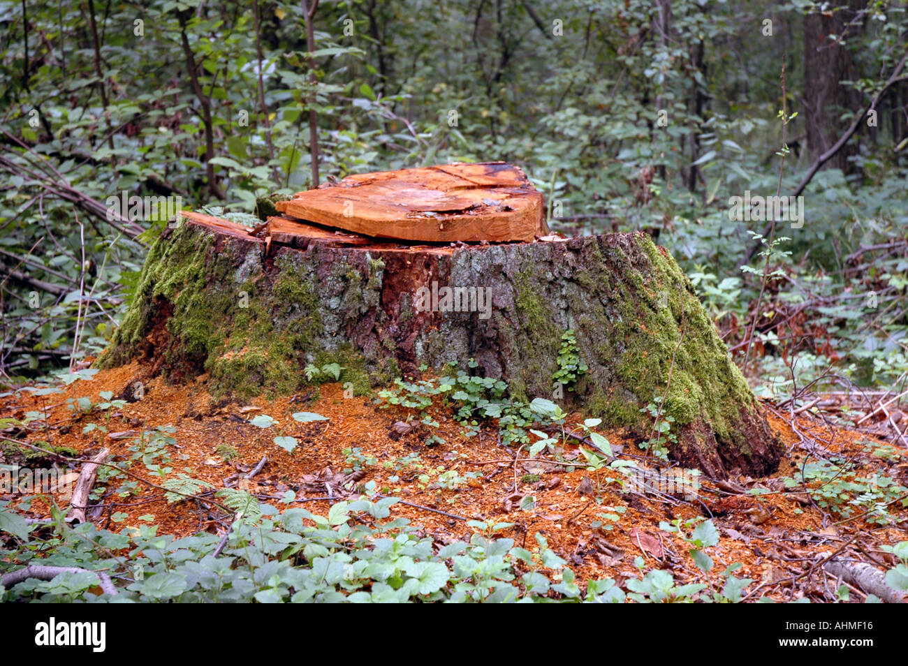 Tree stub in forest Stock Photo - Alamy